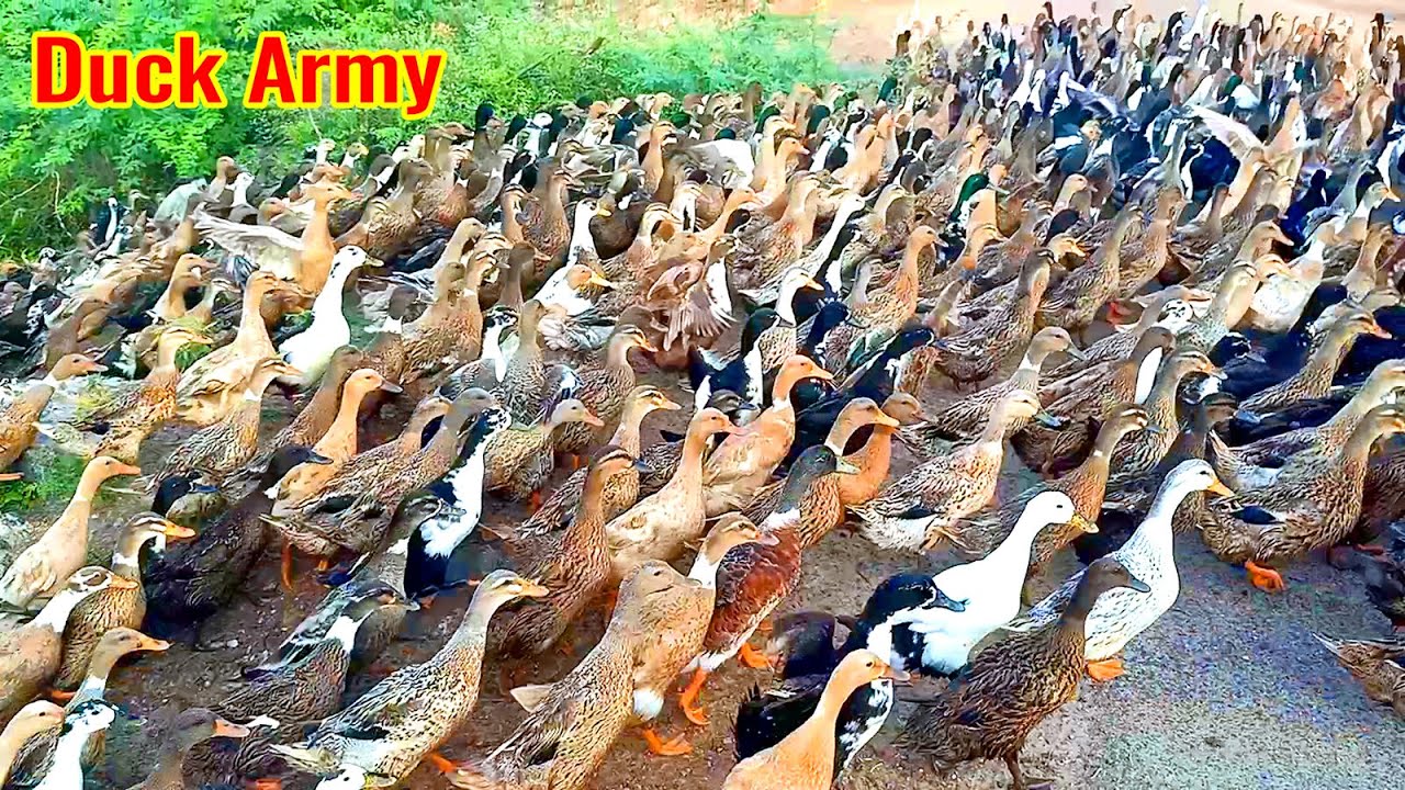 DUCK ARMY Viral Video | Duck Squad Swimming | Little Duck Farming ...