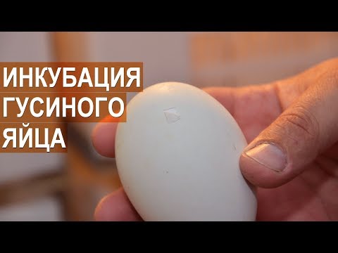 Инкубация гусиного яйца. Советы фермера Павла Постевого.