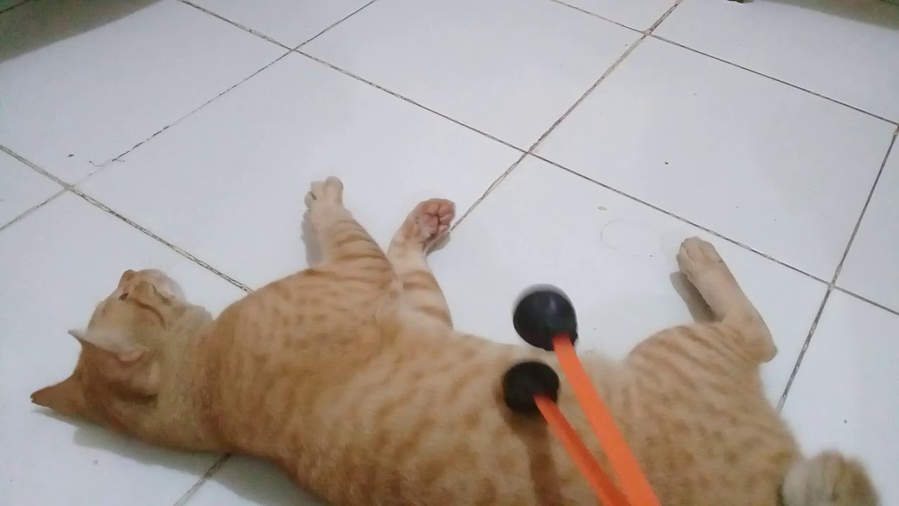 Massaging My Cat With A Massage Stick - YouTube