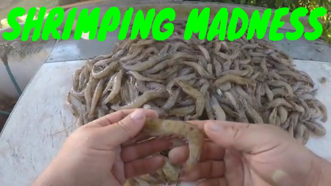 DIP NET SHRIMPING IN EDGEWATER - YouTube