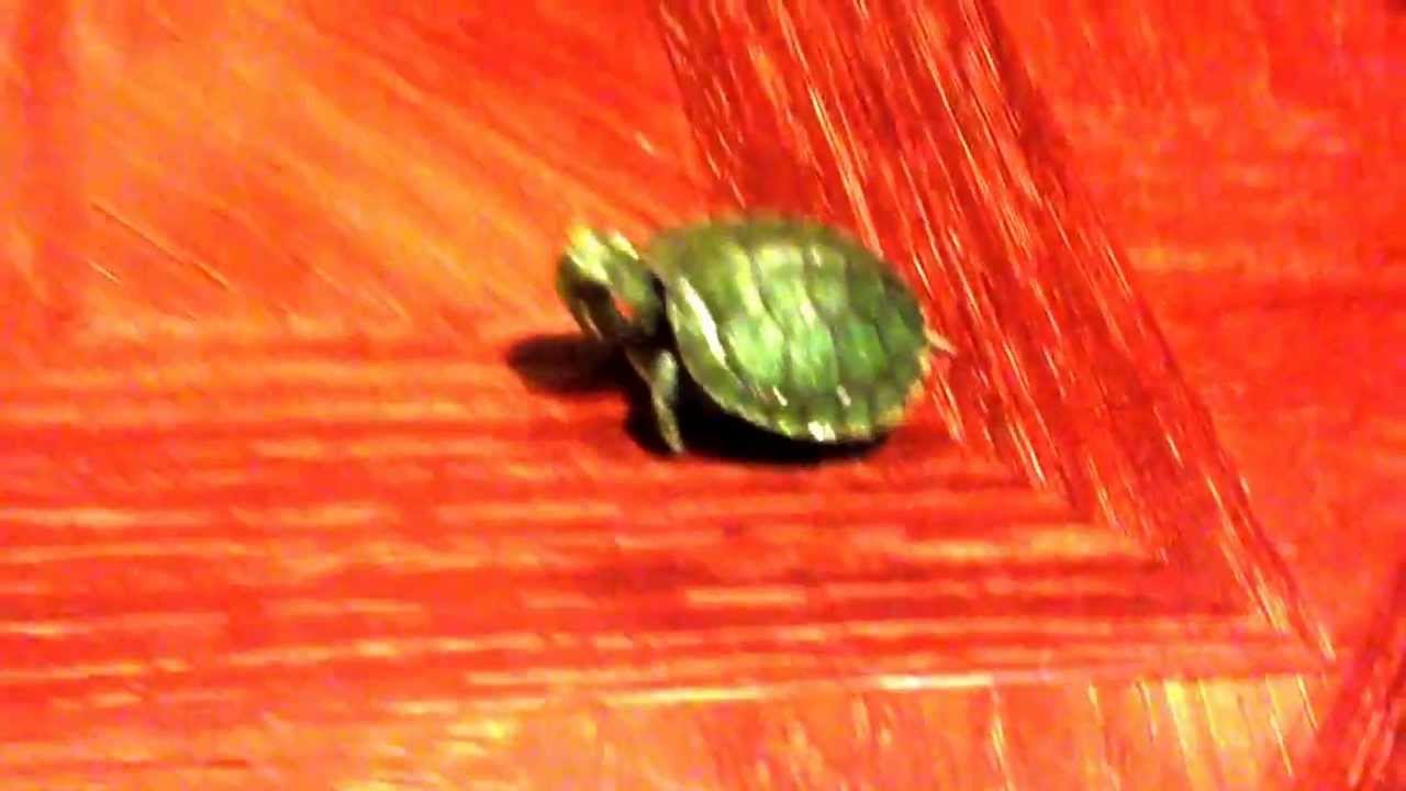baby red eared slider speed walking - YouTube