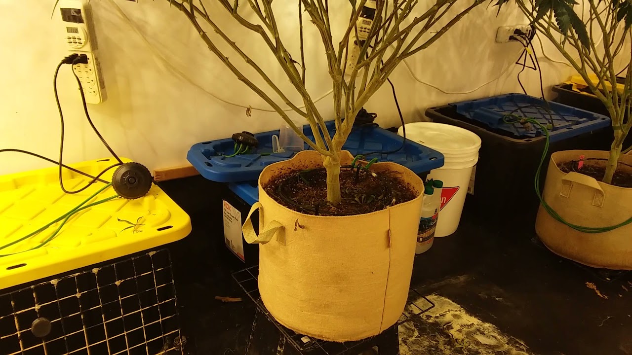 Uber Nutrients Entering the Grow - YouTube