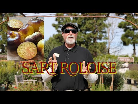 2026 Tomato of The Year 'Sart Roloise'