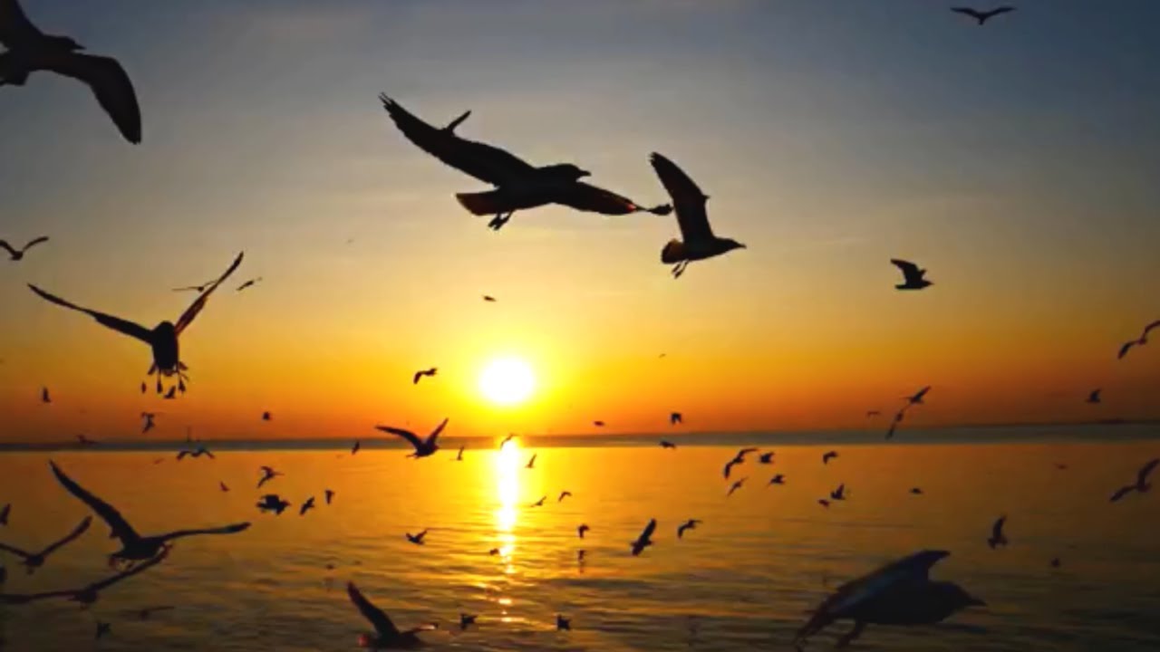 Relaxing Music with Singing Birds - Soothing Relaxation's Peaceful ...
