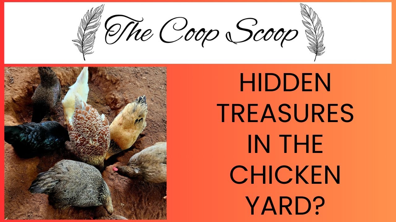 The Chickens Find Hidden Treasures in the Yard. - YouTube