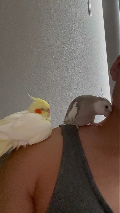 Happy Birbs Happy Life - YouTube