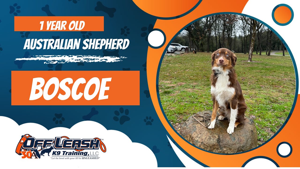 Off Leash K9 Training/ Obedience Training - YouTube