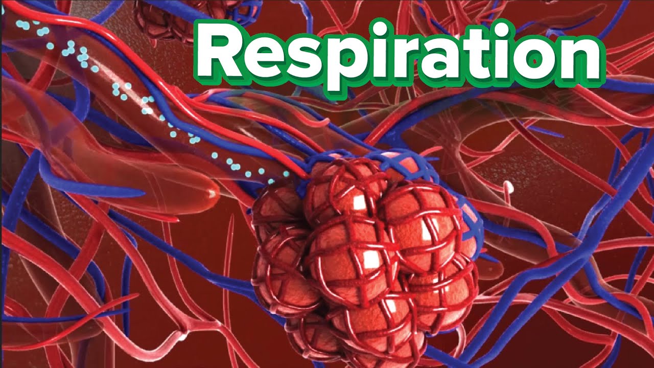 Respiration in Human Being (Biology). - YouTube