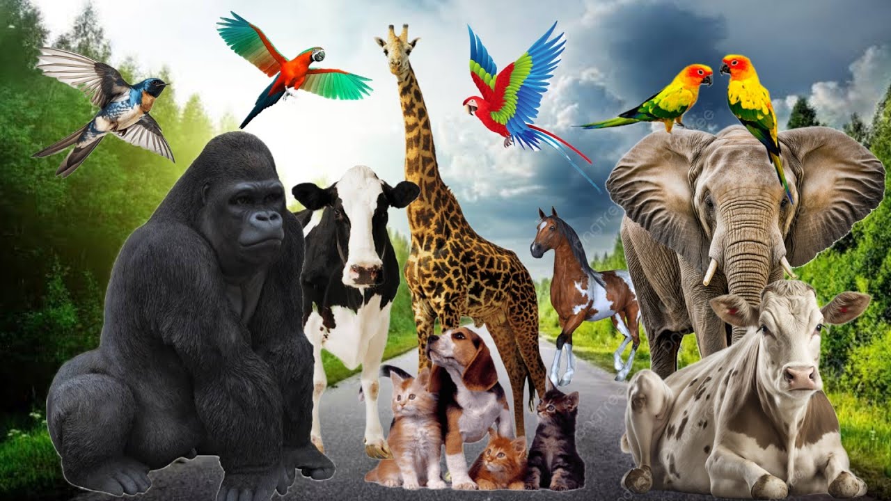 Breathtaking Colorful Animals in the Wild Live : Chameleons, Turtles ...