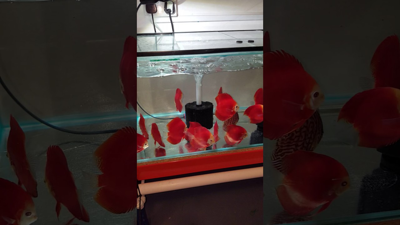 Fire Ruby by Martin Ng available at Durham Discus - YouTube