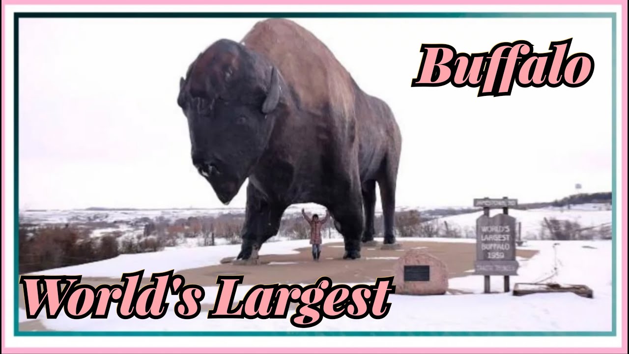 World's Largest Buffalo|| Buffalo Museum, North Dakota || giaclord ...