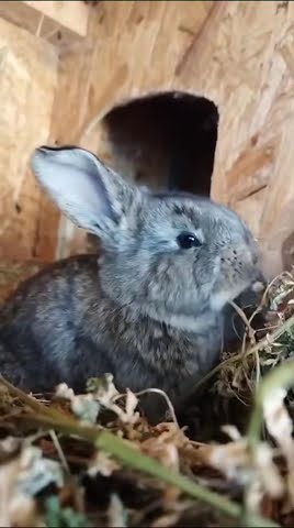 Unul la lapte , unul la lucerna Pui de Urias Gri German( Petrut Catalin ...