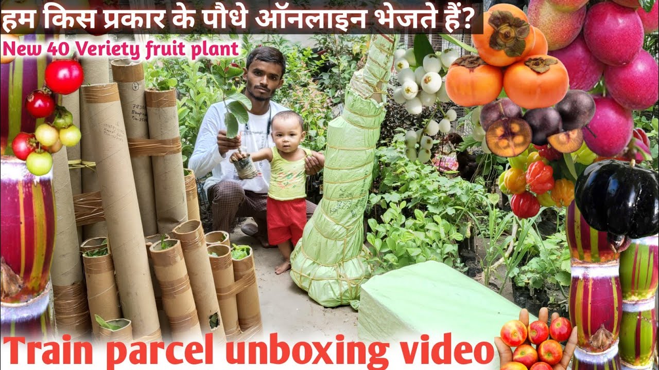 40 Veriety fruit plant/ Retail & Wholesale parcel process/unboxing ...