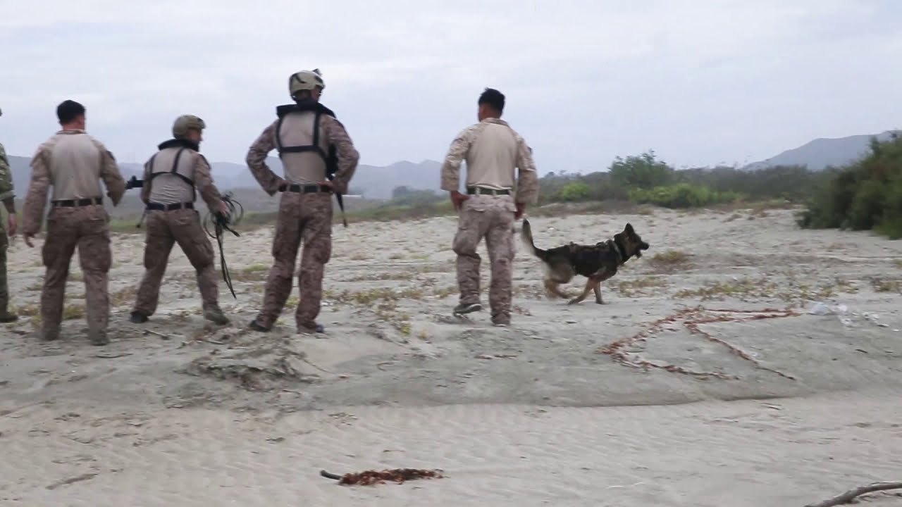 Sharing skills: MARSOC canine handlers host subject matter expert ...