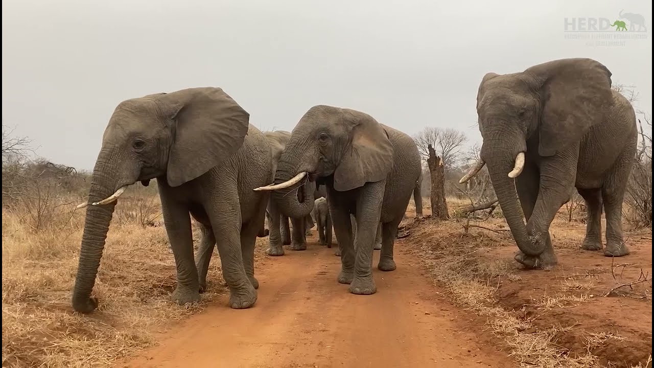 Peaceful bull, Somopane and his incredible role in the rescued elephant ...