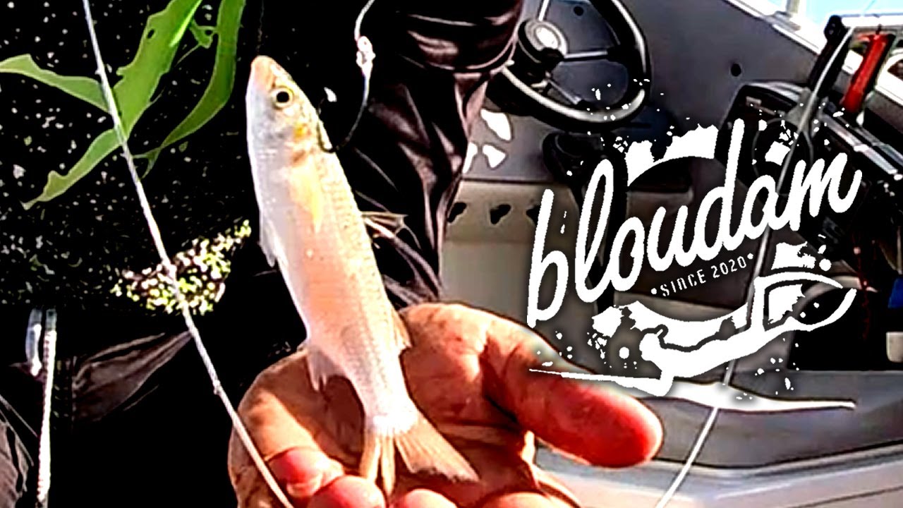 LIVE BAIT fishing FOR KOB - YouTube