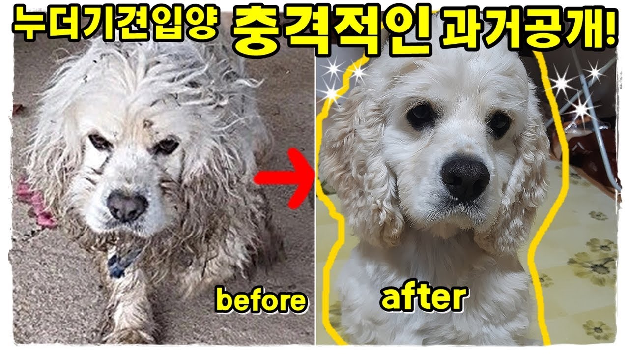 누더기견입양(충격적인 과거모습공개!)Adoption of ragged dogs유기견입양#유기견무료분양#cocker spaniel ...