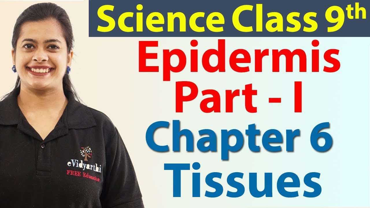 Epidermis - Part I - Protective Tissue - Plant Tissues - Chapter 6 ...