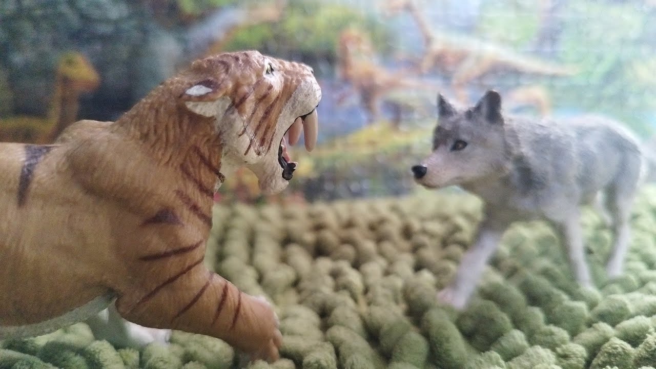 Smilodon VS Grey Wolf - YouTube