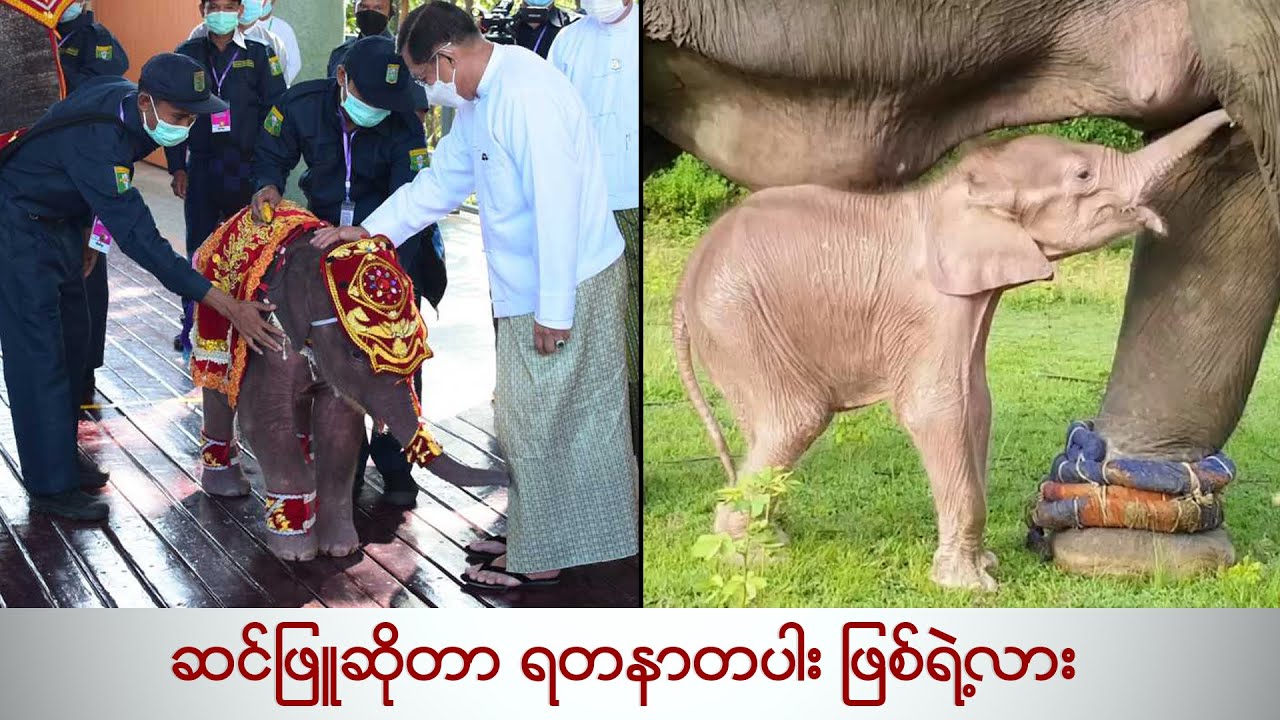 ဆင်ဖြူဆိုတာ ရတနာတပါး ဖြစ်ရဲ့လား Youtube