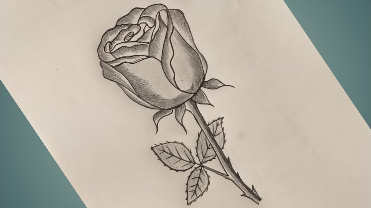 How to draw a rose flower easily step by step || Aarushi Neha Arts ...