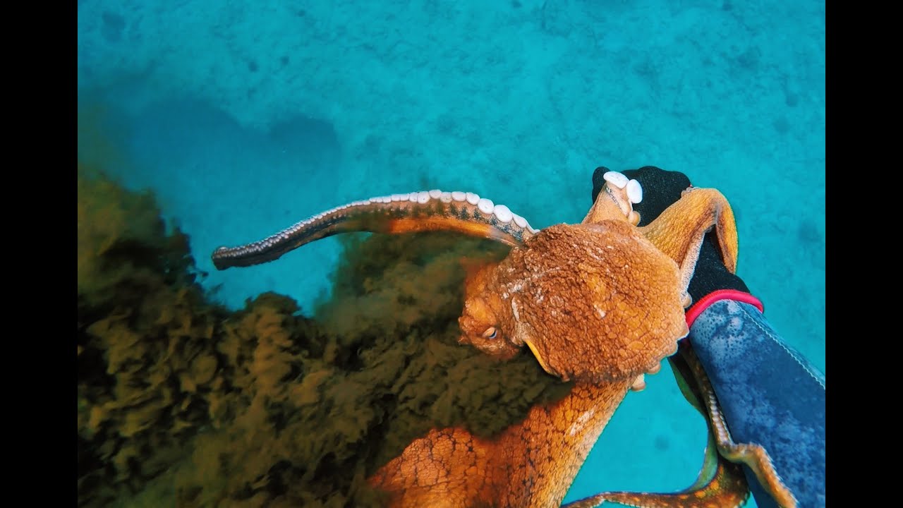 Catch and Cook Hawai'i: How to Smoke Tako (Octopus) - YouTube