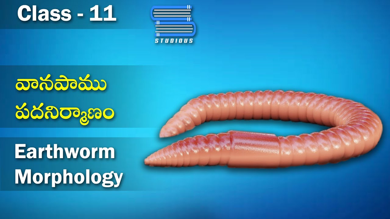 Earthworm Morphology Biology 11 Telugu earthworm-morphology-biology-11-telugu
