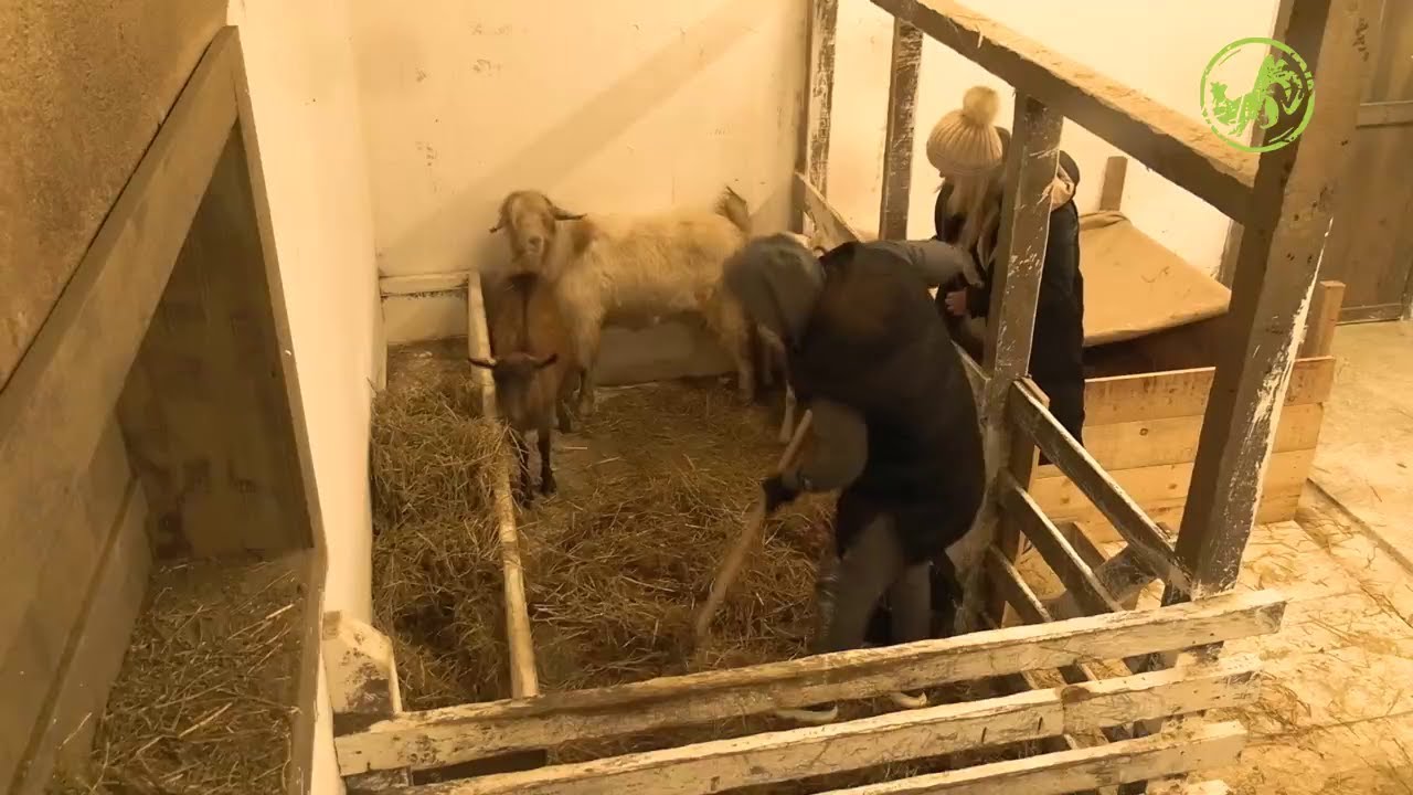 Farma: Ena i Lakić hrane koze- 08.11.2024 - YouTube