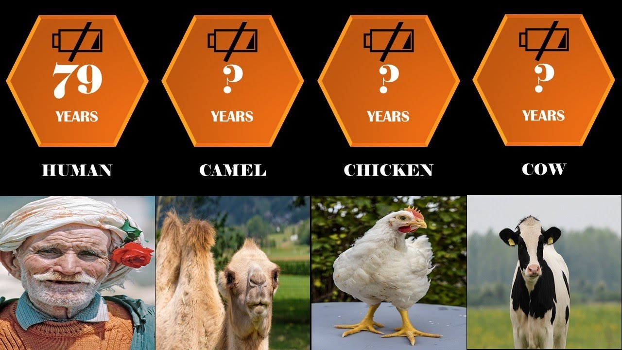 lifespan comparison: the shortest and longest lifespans of animals ...