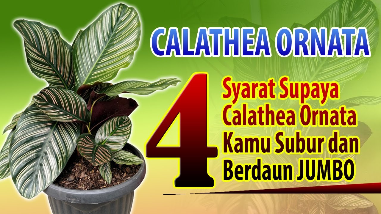 Tips Merawat Calathea Ornata Supaya Subur dan Daun Besar - YouTube