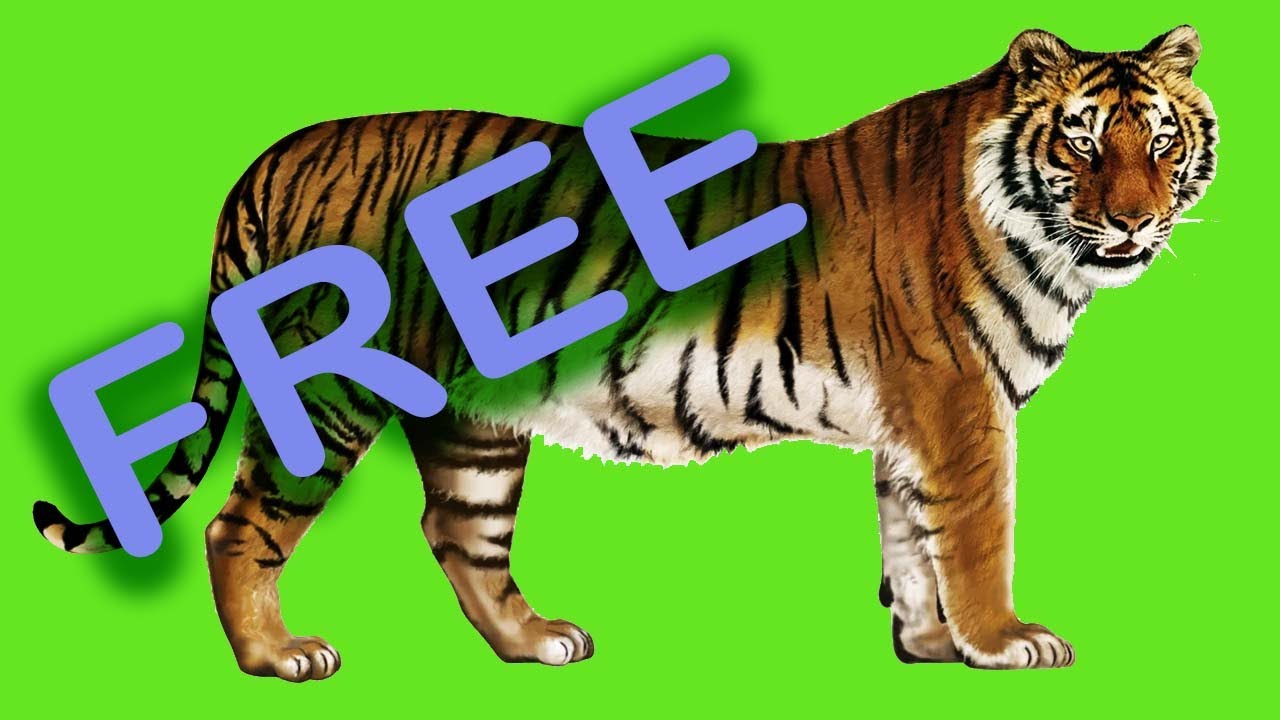 tiger green screen, tiger walking running jumping greenscreen | PPS ...
