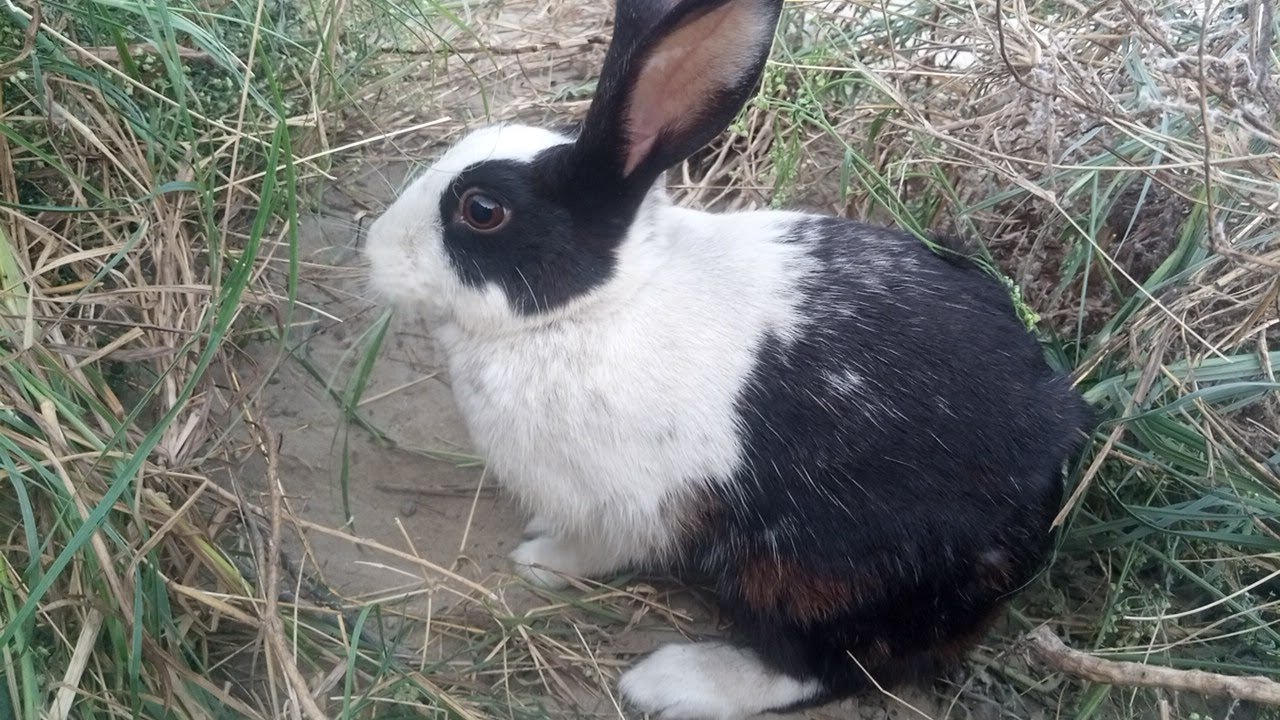 Funny rabbit-Rabbit playing-Rabbit pk - YouTube