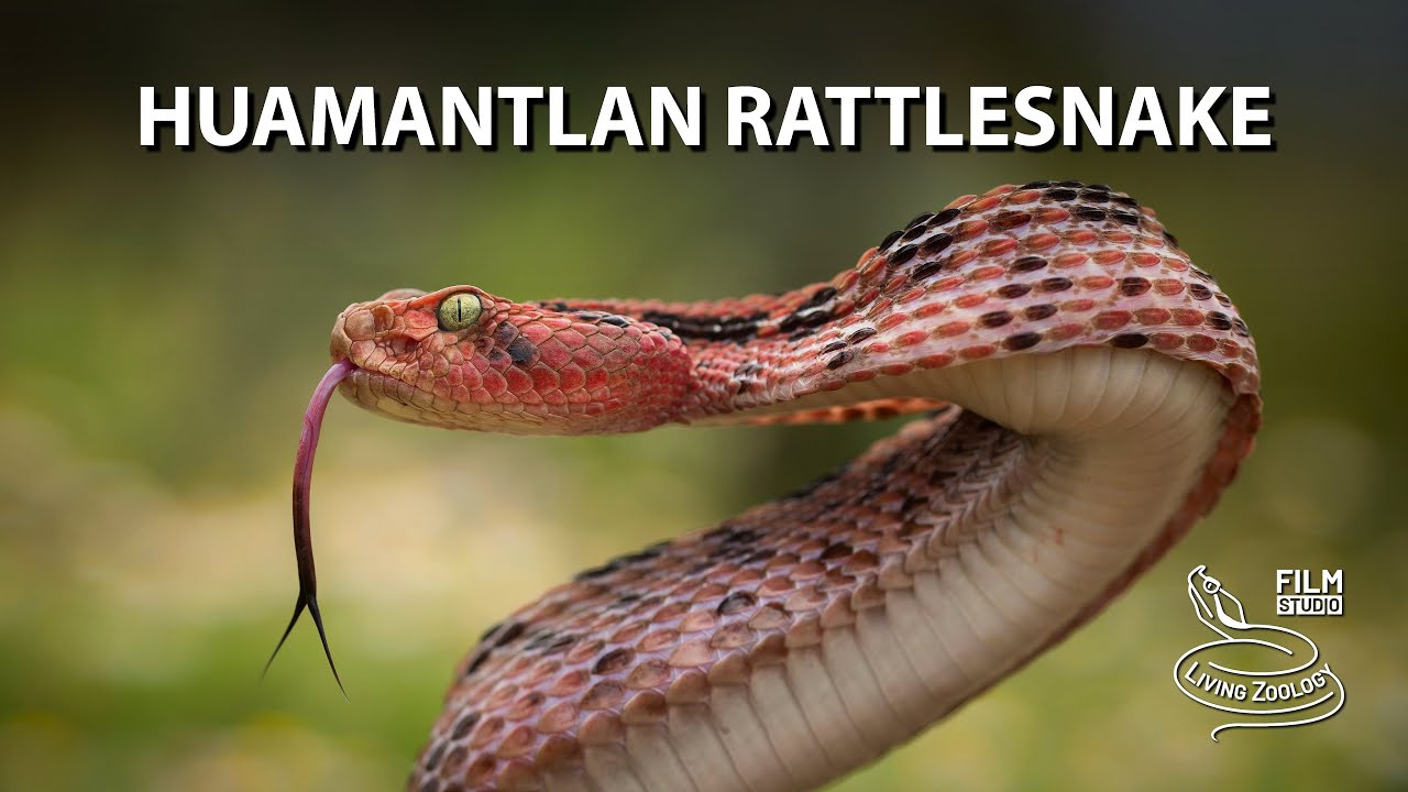 Pink rattlesnake - the deadly venomous Huamantlan rattlesnake - YouTube