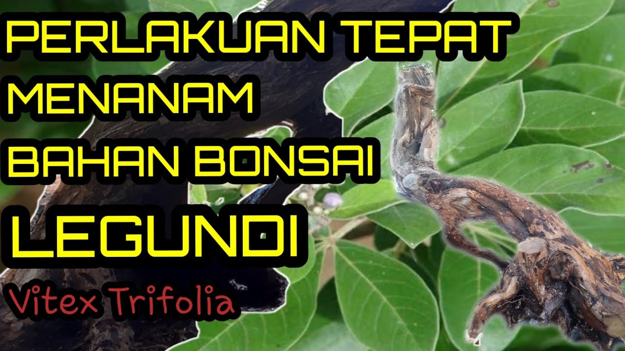 Cara tepat menanam bahan Legundi bagi pemula- how to make bonsai from ...