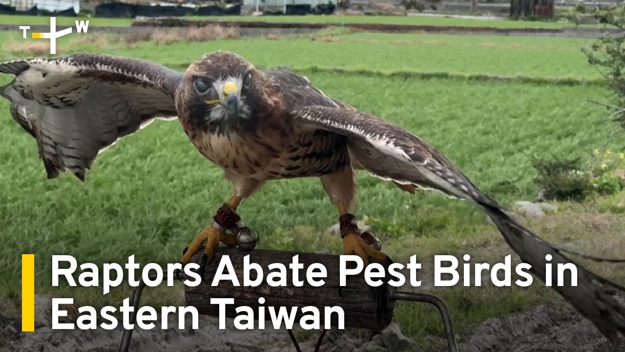 Raptors Help East Taiwan Farmers Scare Off Crop-Eating Birds ...