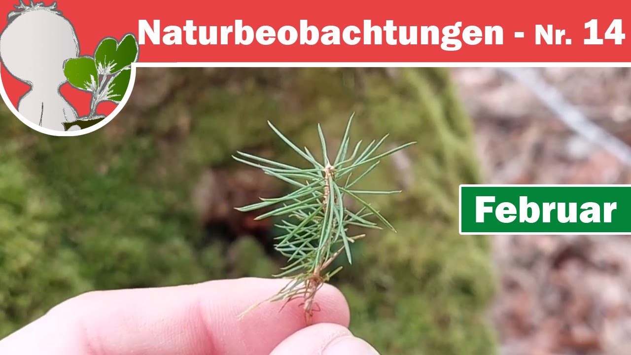 Naturbeobachtungen 14 - Pionierbäume, Pionierpflanzen und ihre ...
