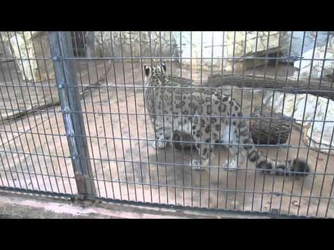 Beautiful Snow Leopard