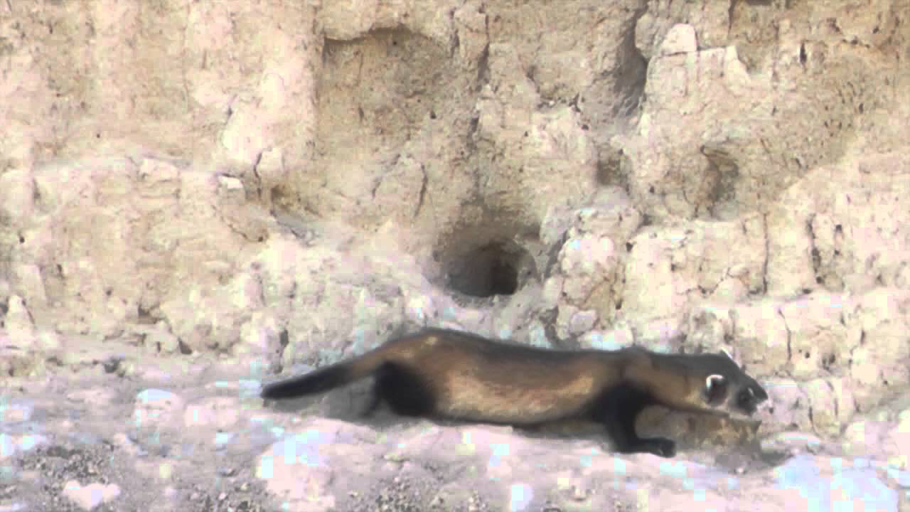 Polecat - YouTube