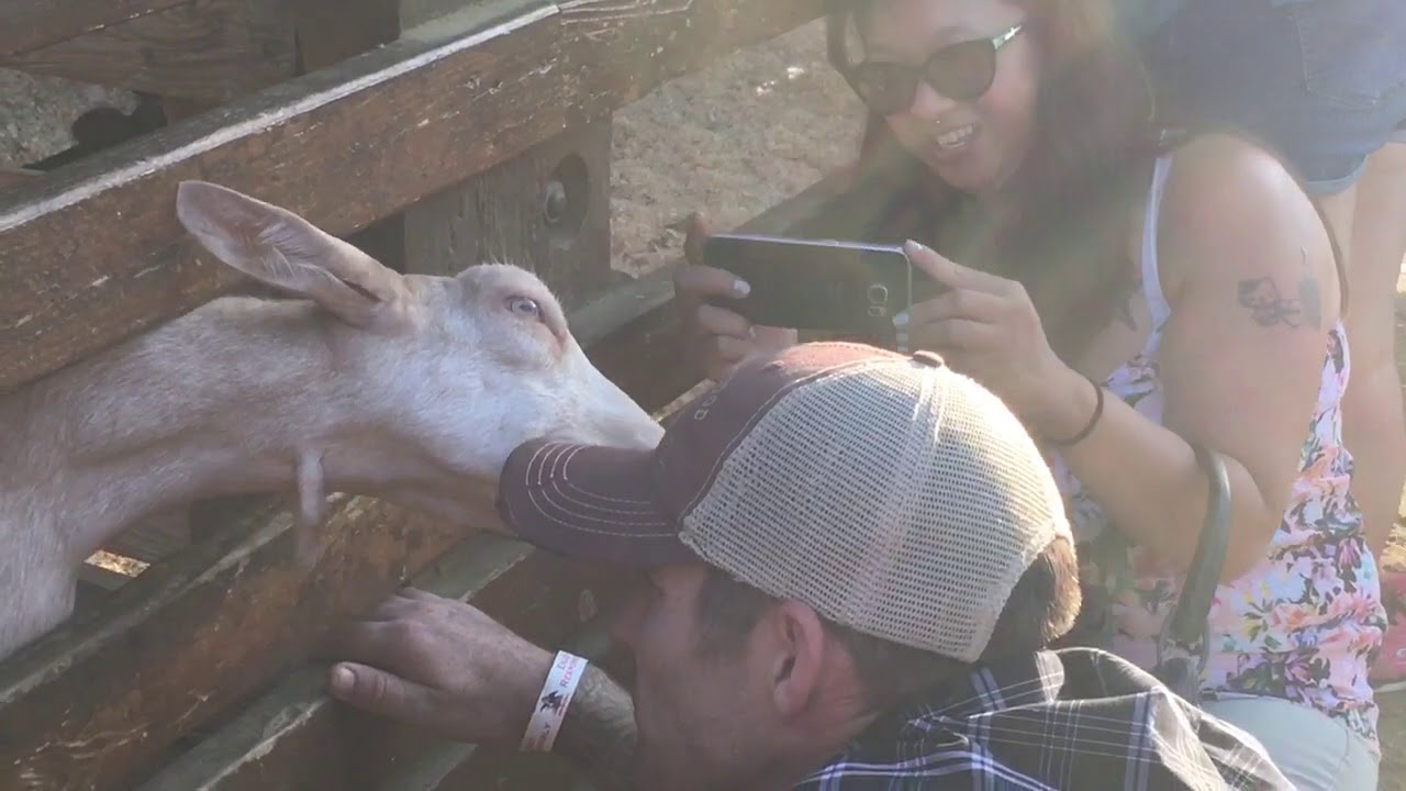 2017 August 13 - OC FAIR - Animals 5 - YouTube