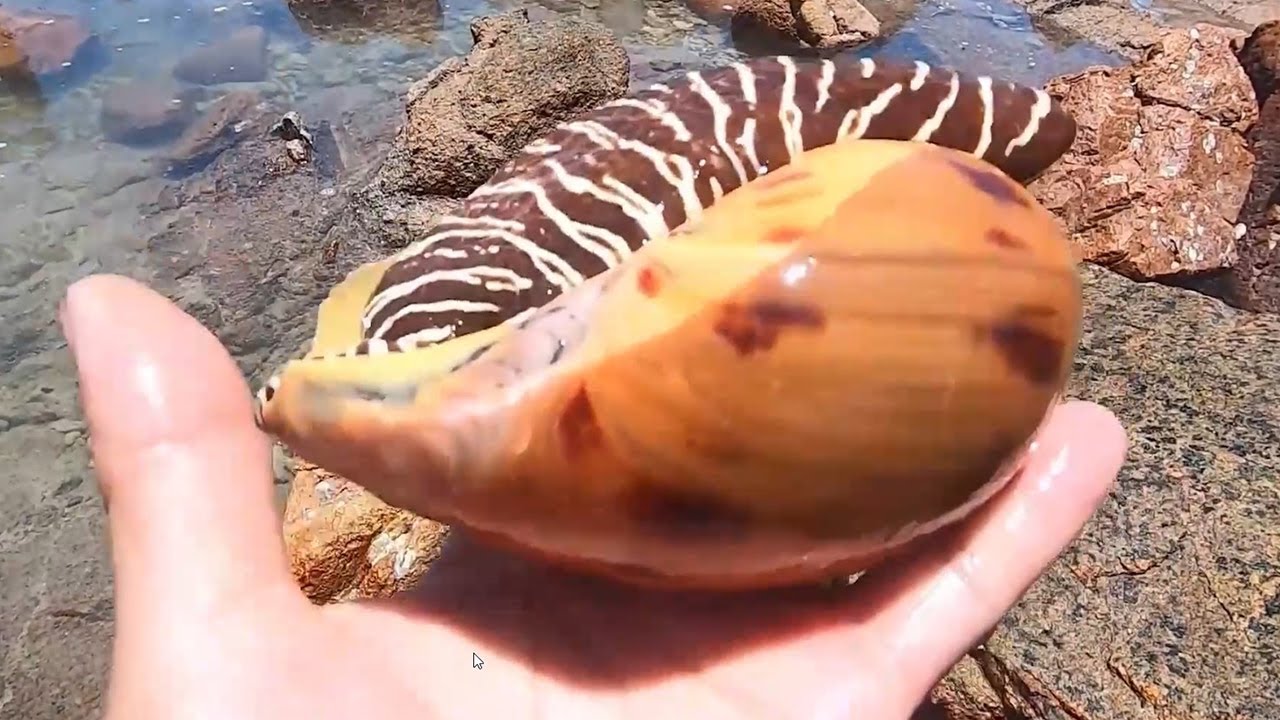 Royal Snails Appear ON Phoenix Island AFTER Fisherman's BROTHER ...