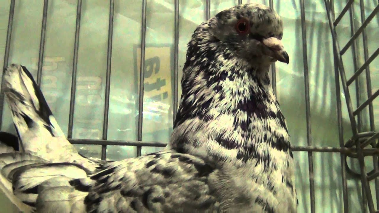 German Modena (fancy pigeon) - YouTube