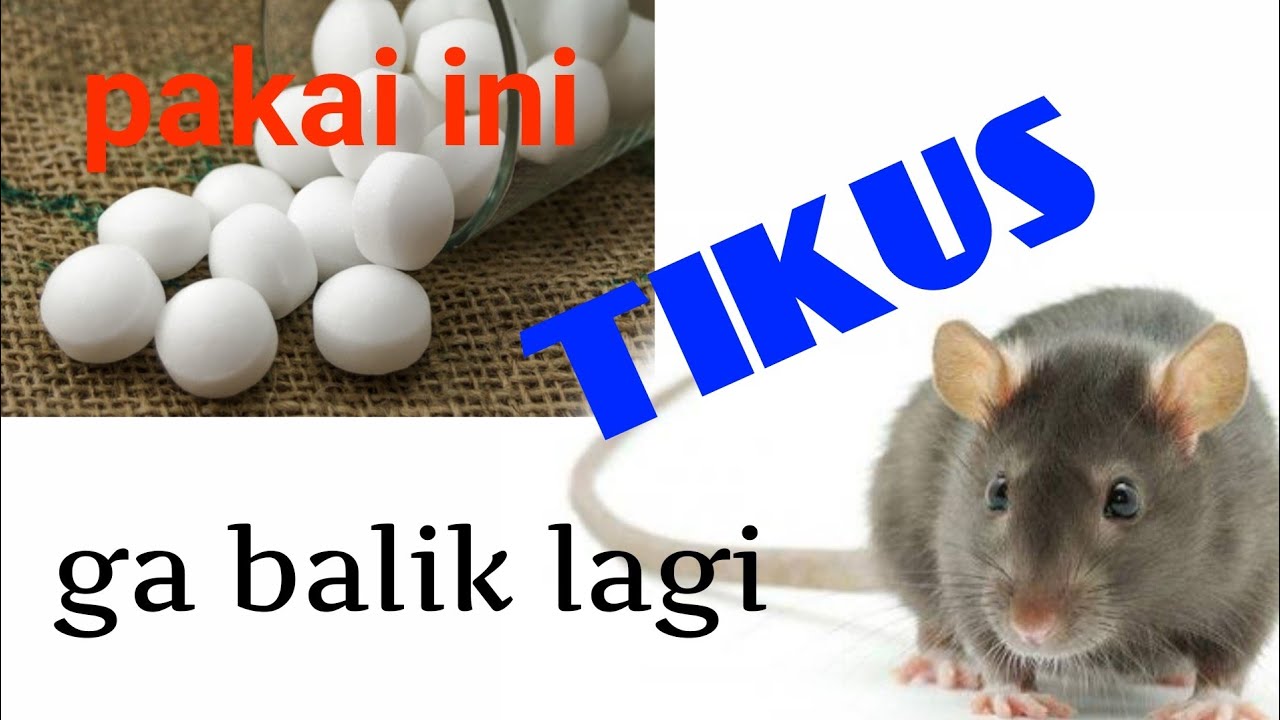 Cara mengusir tikus yang sering buang kotoran di rumah kita - YouTube