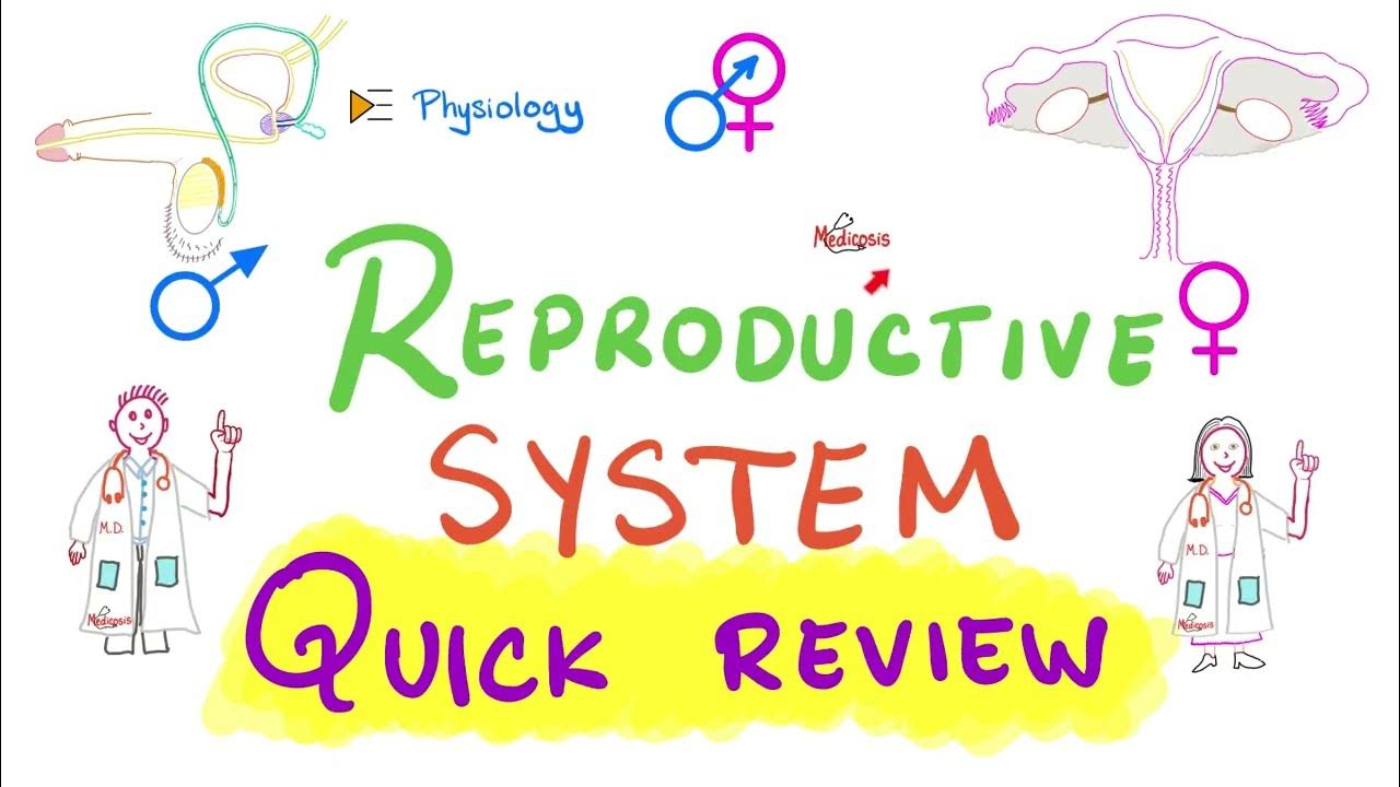 Physiology of the Reproductive System - Quick Review - Physiology ...