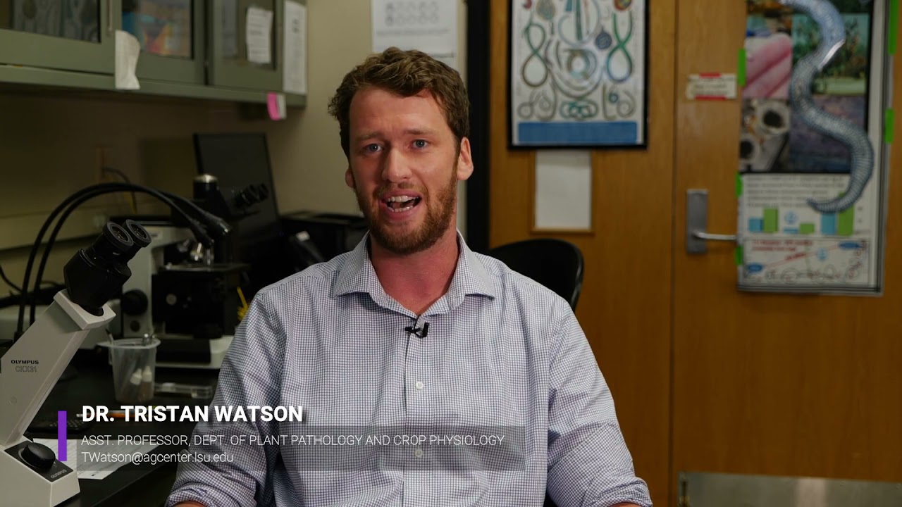 Nematode Management In Sweet Potato - Dr. Tristan Watson and Dr. Josie ...