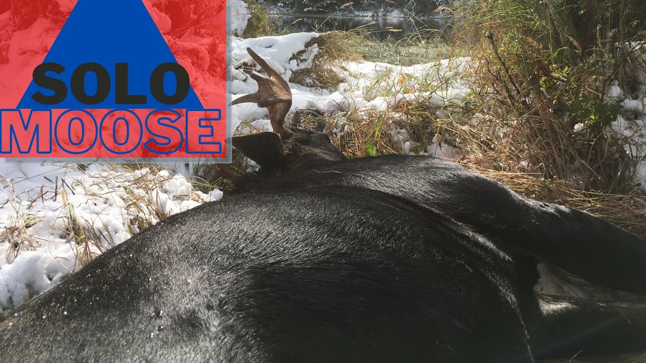 Solo Moose Rifle Hunt - YouTube