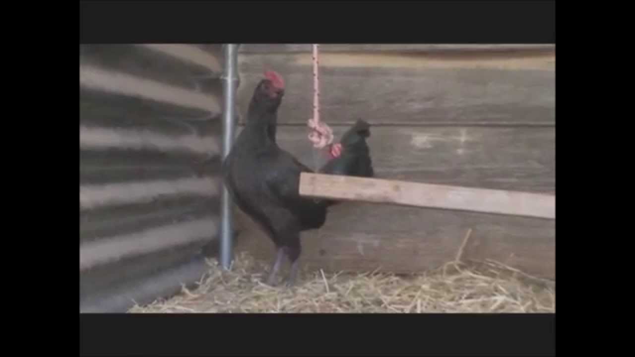 Australian Pit Game Bantam - YouTube