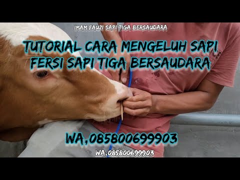 TUTORIAL CARA MENGELUH SAPI,,CEPAT,,SIMPEL,,PRAKTIS - YouTube