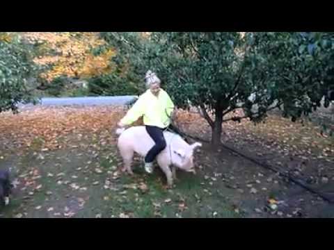 Hog ridin