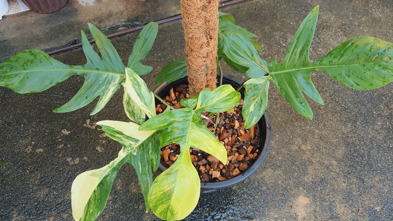 ฟิโลฯก้ามกุ้งด่างและการขยายพันธ์|Philodendron Florida Beauty Variagated ...
