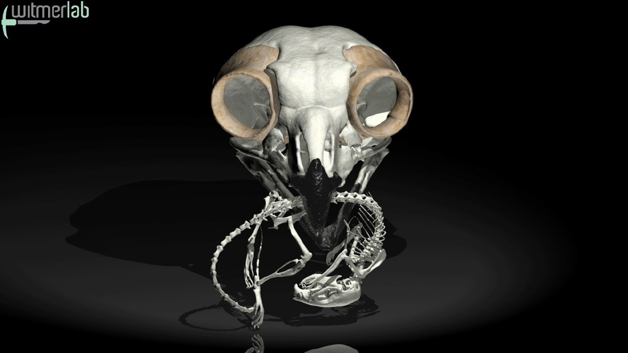 Predator & Prey (owl & mouse) - brain endocast and inner ear - YouTube